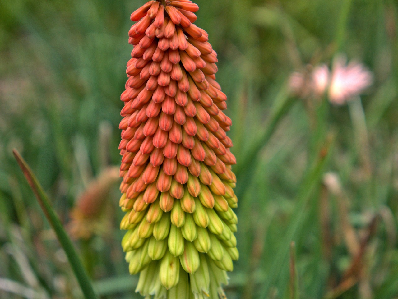 Natureza Flor Flora Ao Ar - Foto gratuita no Pixabay - Pixabay