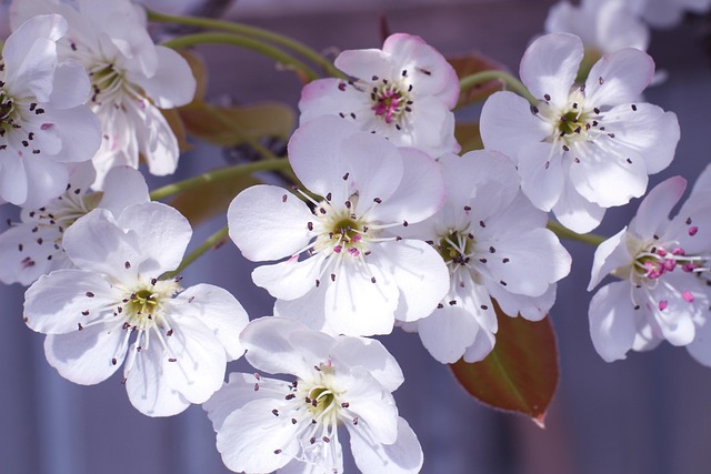 70,000+ Free Flower No Background & Beautiful Flowers Images - Pixabay