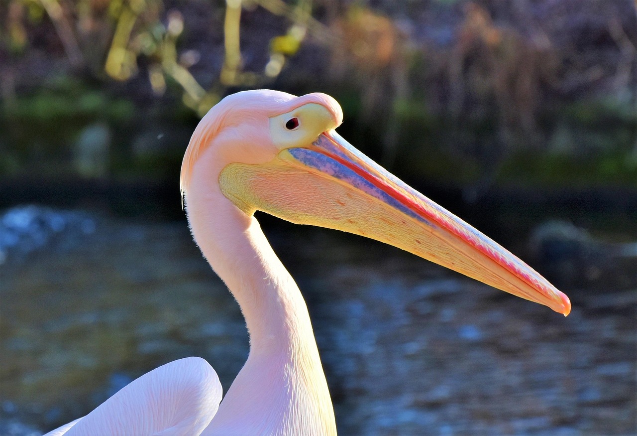 Pelican Water Bird Pink - Free photo on Pixabay - Pixabay