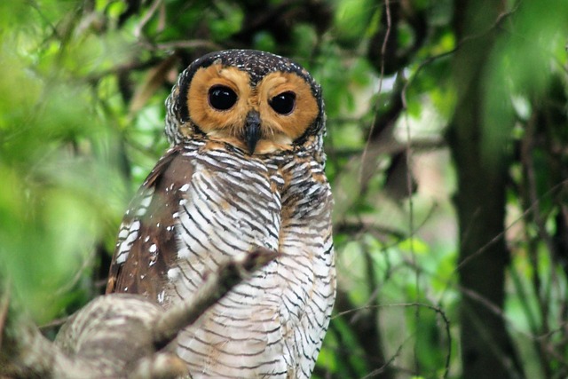Wood Owl Wildlife Nature - Free photo on Pixabay