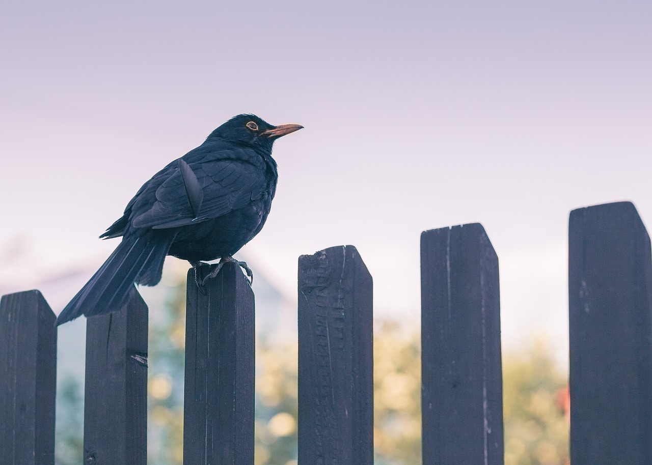 Bird Blackbird Nature - Free photo on Pixabay