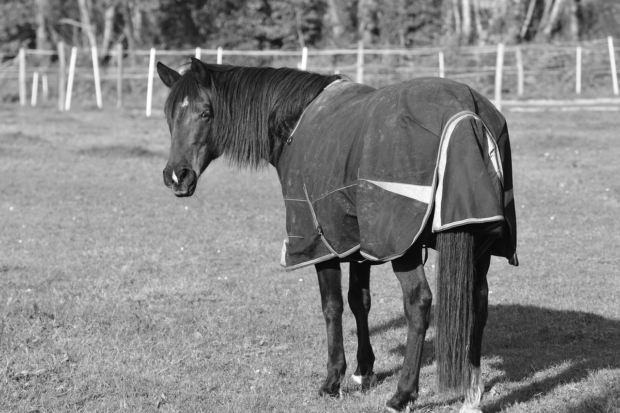 Cavalry Mammal Black And White - Free photo on Pixabay