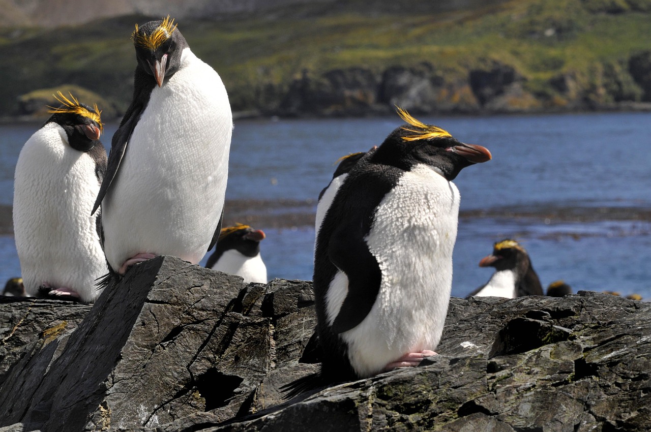 300+ Free Antartica & Penguin Images - Pixabay