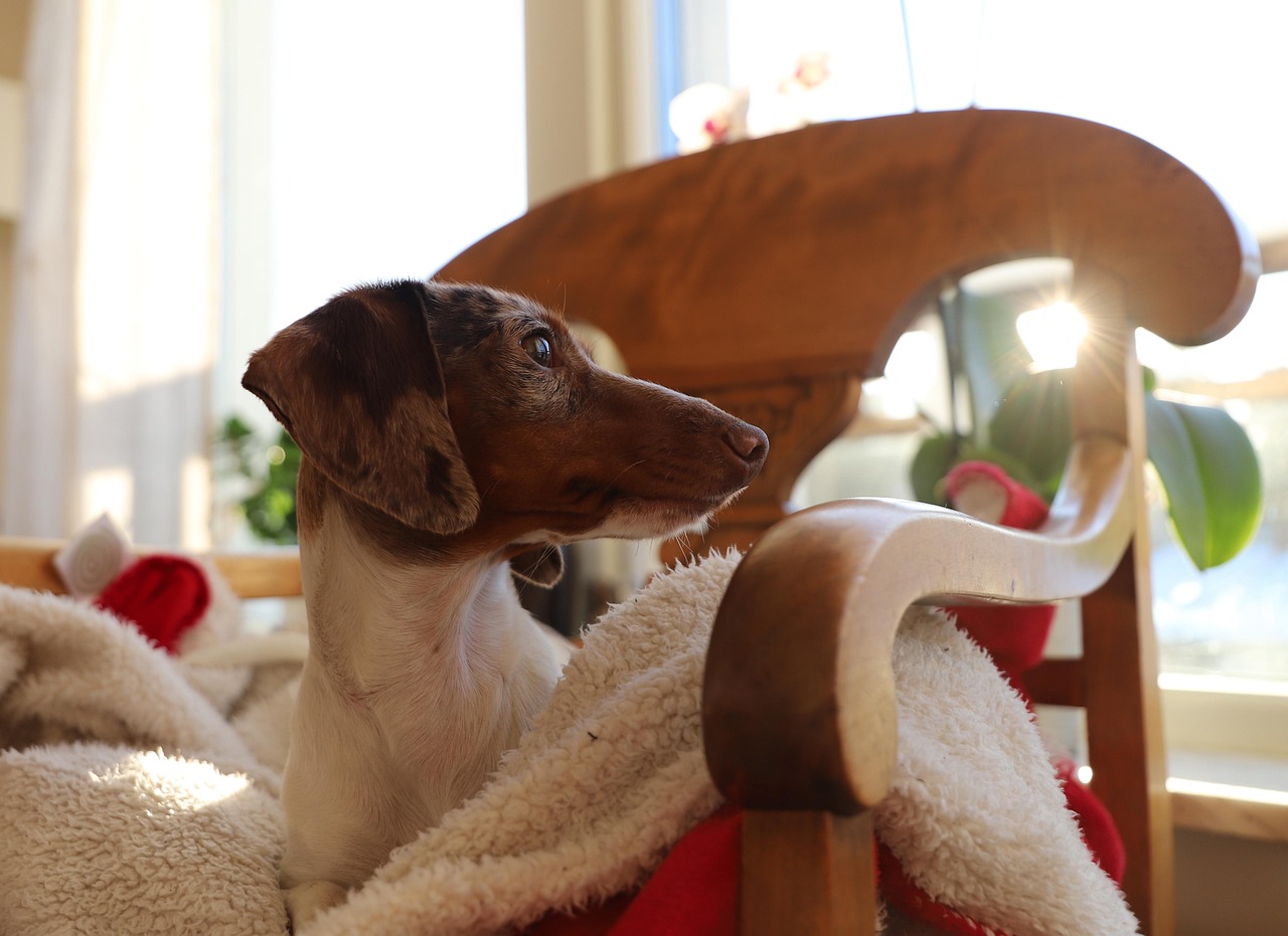 Cute Dog Indoor - Free photo on Pixabay