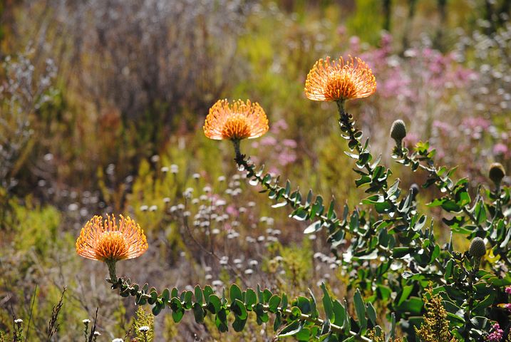 100+ Free Protea & Flower Photos - Pixabay
