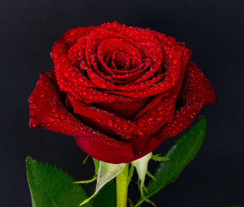 Rose Flower - Free photo on Pixabay