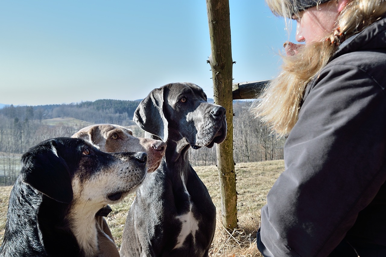 30,000+ Free Man With Dog & Dog Images - Pixabay