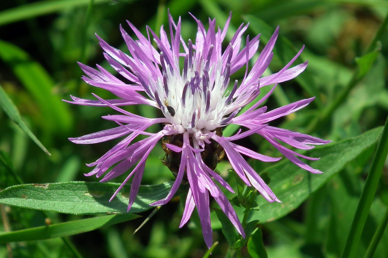 Nature Plant Flower - Free photo on Pixabay