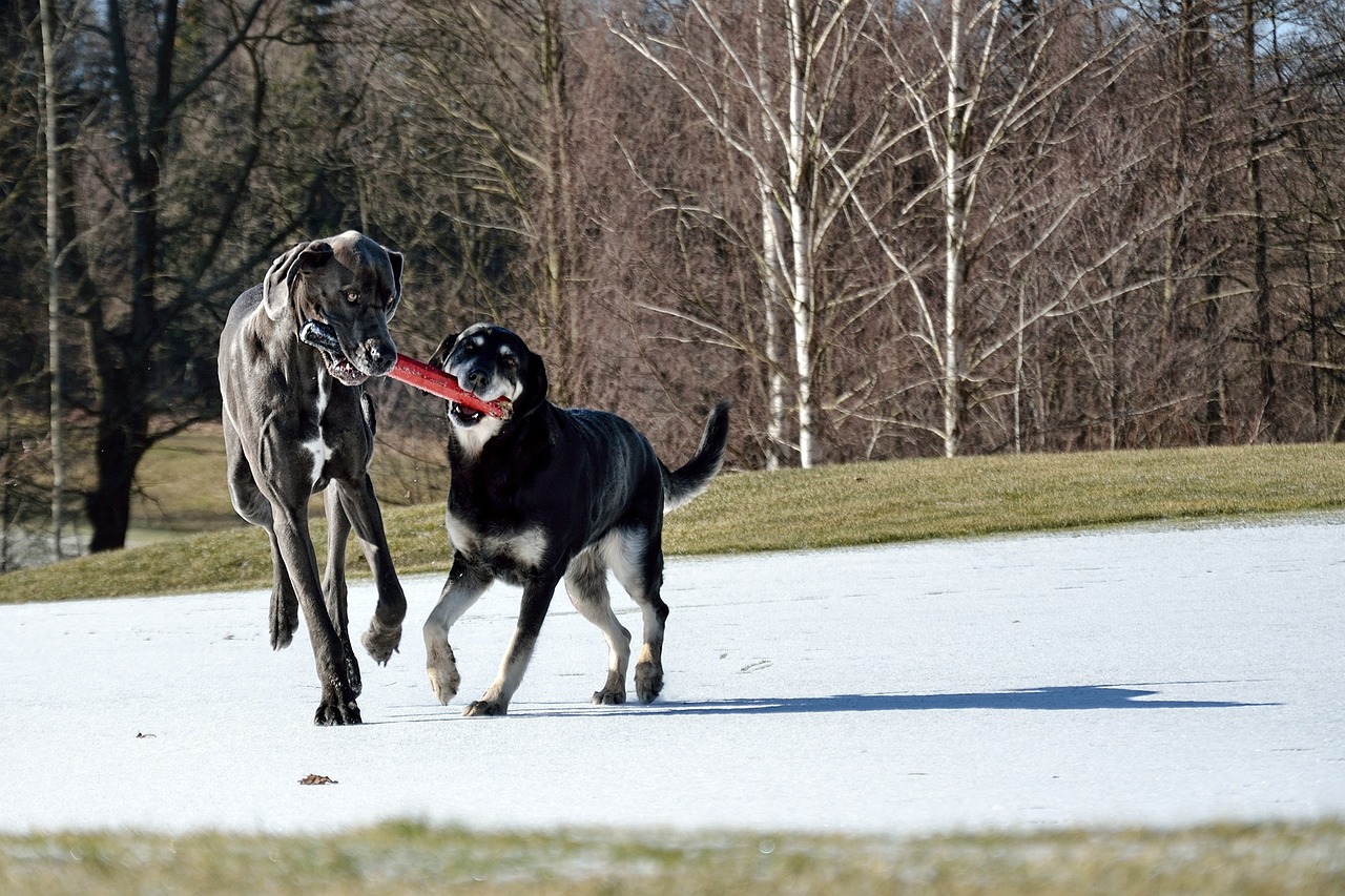 100+ Free Great Dane & Dog Images - Pixabay