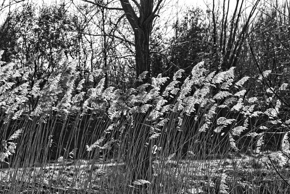 Reed Plume Phragmites Australis - Free photo on Pixabay - Pixabay
