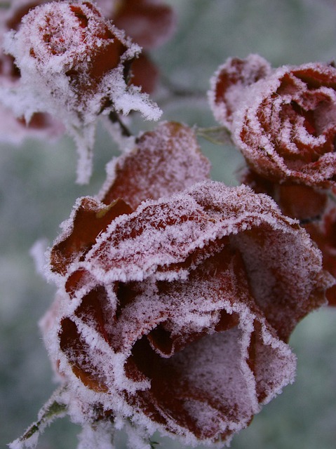 Frost Winter Nature - Free photo on Pixabay