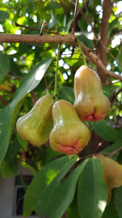 Rose Apples Syzygium Tropical - Free photo on Pixabay - Pixabay