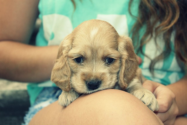 Bonitinho Pouco Cachorro - Foto gratuita no Pixabay - Pixabay