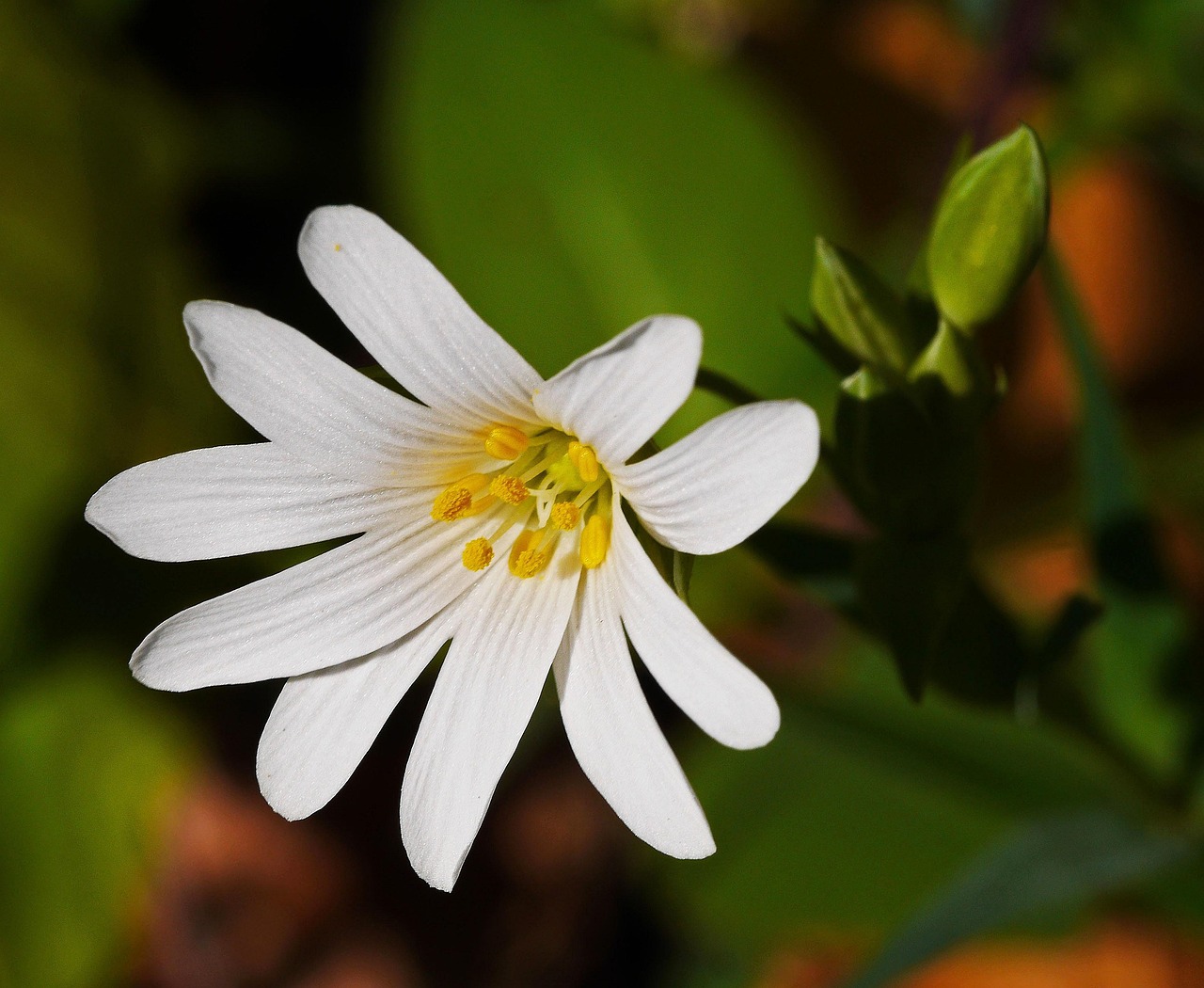 Forest Perennial Blossom Bloom - Free photo on Pixabay