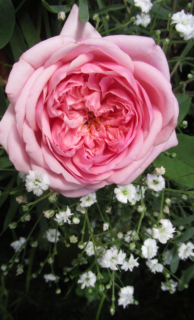 Flor Rosado Rosa - Foto gratis en Pixabay