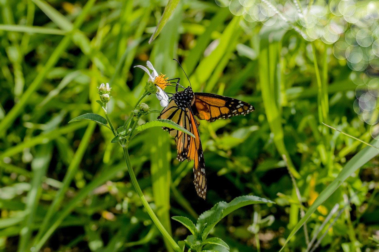 Nature Insect Summer - Free photo on Pixabay - Pixabay