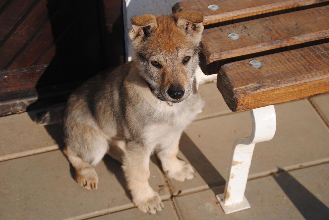 Chiot Loup Mignon Pokemon Bebe Loup 10
