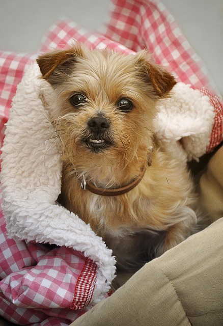 Yorki 狗 约克夏犬 - Pixabay上的免费照片 - Pixabay