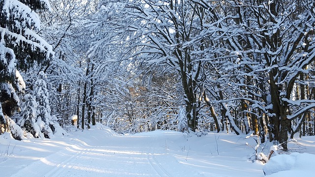Inverno Neve Frio - Foto gratuita no Pixabay - Pixabay