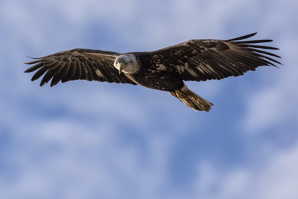Bird Raptor Wildlife - Free photo on Pixabay - Pixabay