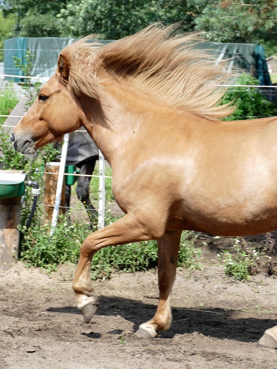 Horse Mane Icelanders Iceland - Free photo on Pixabay - Pixabay