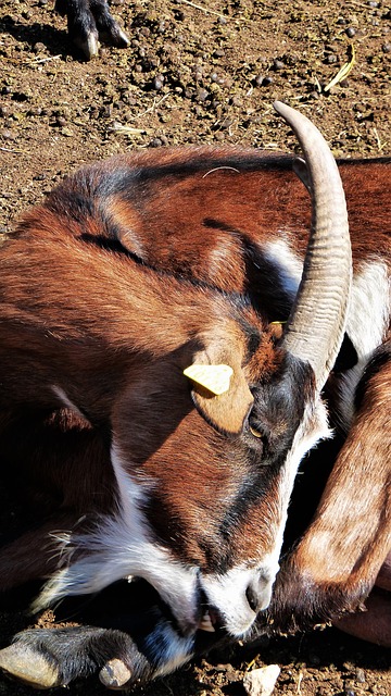 France Herald Goat - Free photo on Pixabay - Pixabay