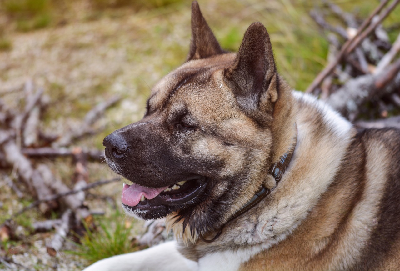 80+ Free Akita & Akita Inu Images - Pixabay
