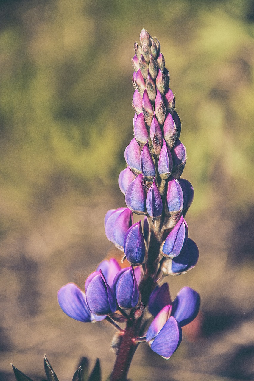 60,000+ Free Wild Lupine & Lupine Photos - Pixabay