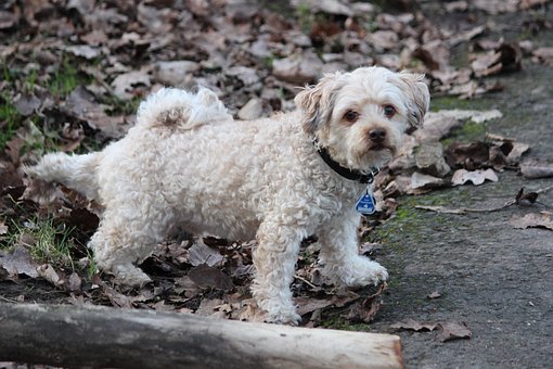 30+ Free Curly Dog & Dog Photos - Pixabay