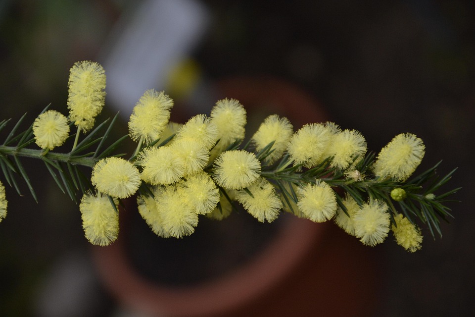 Nature Plant Flower - Free photo on Pixabay