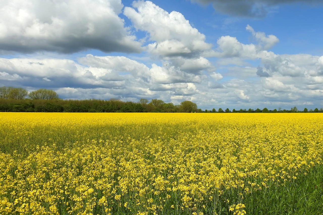 Oilseed Rape Blossom Free Photo On Pixabay Pixabay