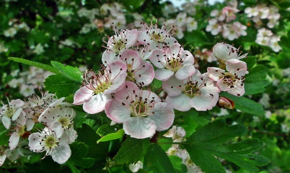Flower Blackberry Sprig - Free photo on Pixabay - Pixabay