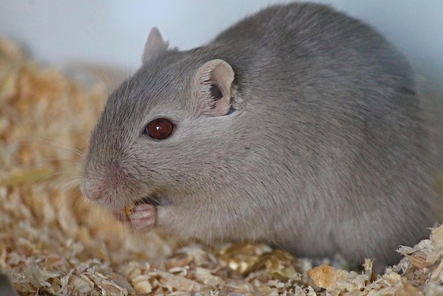 100+ Free Gerbil & Gerbil Images - Pixabay