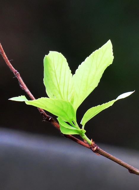 Feuille La Nature Plante Types - Photo gratuite sur Pixabay - Pixabay