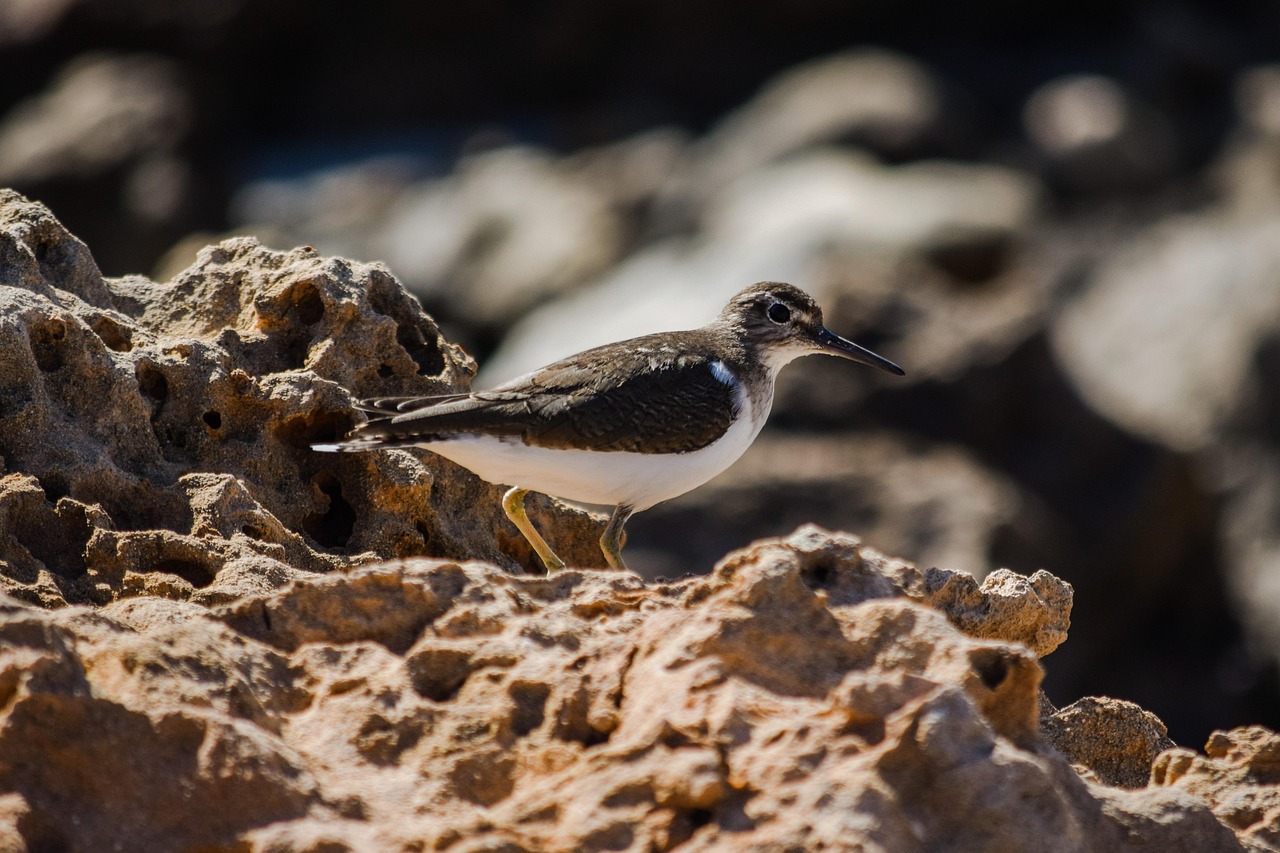 Besogne Assignée Gris Oiseaux De - Photo gratuite sur Pixabay - Pixabay