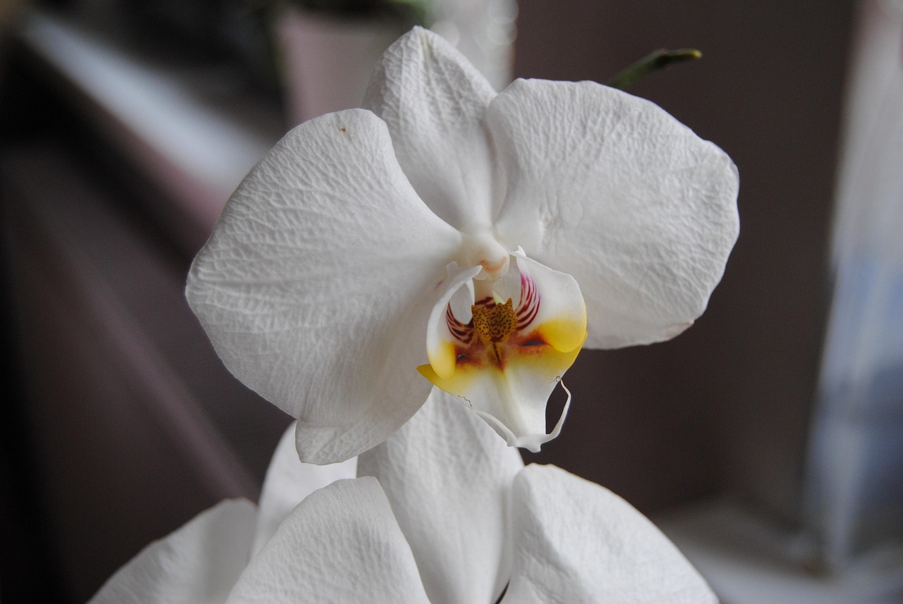 Biel Flower Nature - Free photo on Pixabay