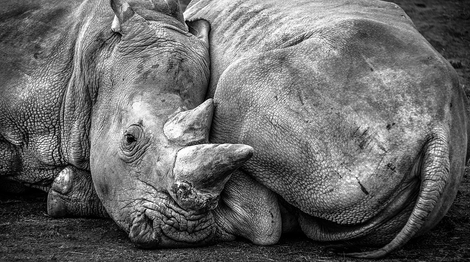 Rhino Africa Pachyderm - Free photo on Pixabay