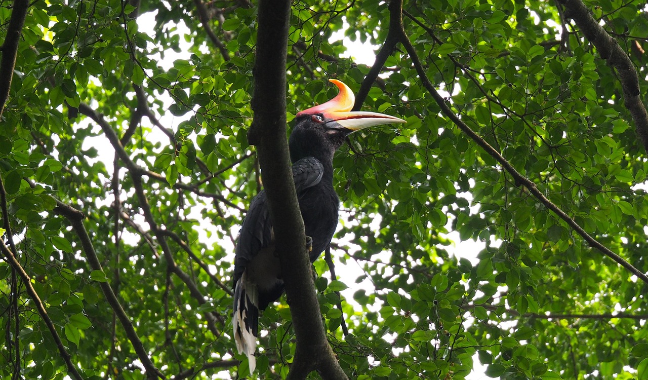 Great Hornbill Tree Nature - Free photo on Pixabay - Pixabay