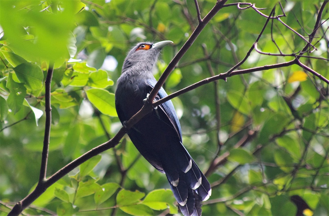 Chestnut-Bellied Malkoha Nature - Free photo on Pixabay