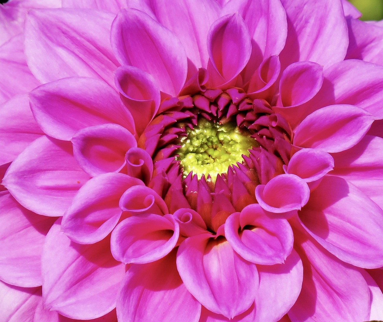 Flower Plant Nature - Free photo on Pixabay - Pixabay