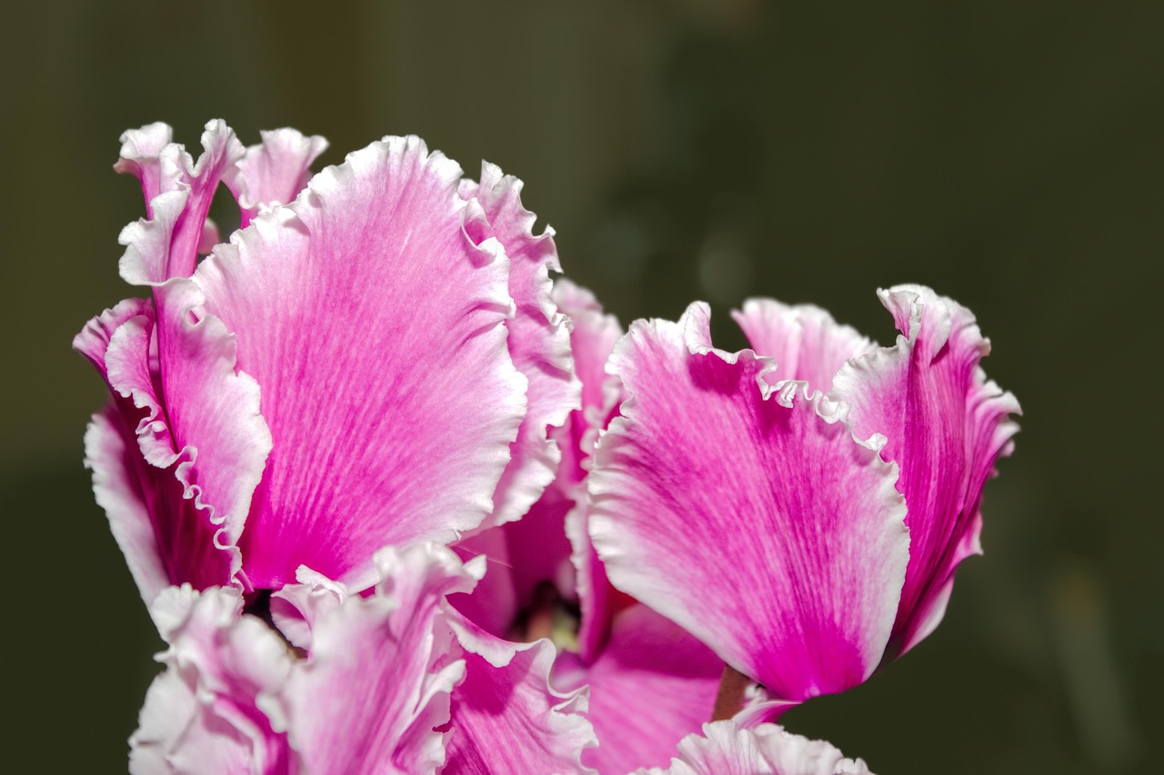 Cyclame Cyclamen Fleurs - Photo gratuite sur Pixabay - Pixabay