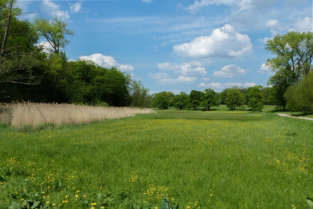 Grass Nature Landscape - Free photo on Pixabay