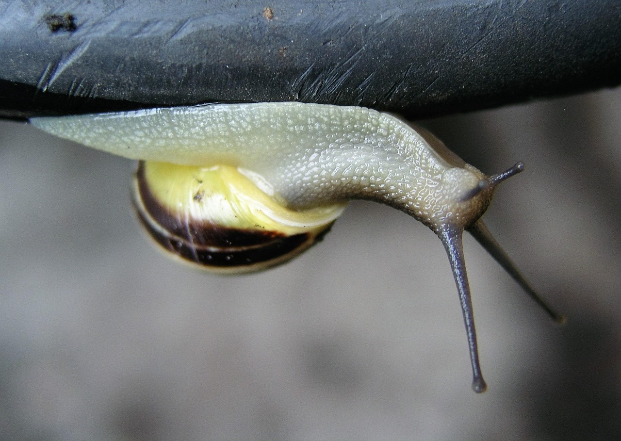 Invertebrado Marisco Gastrópodes - Foto gratuita no Pixabay - Pixabay