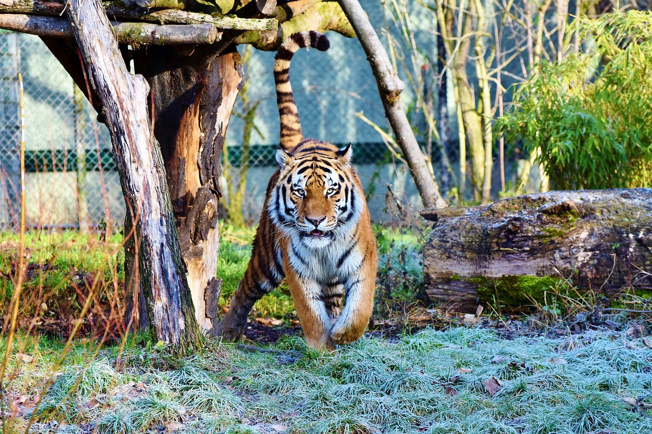 Tiger Big Cat Predator - Free photo on Pixabay - Pixabay