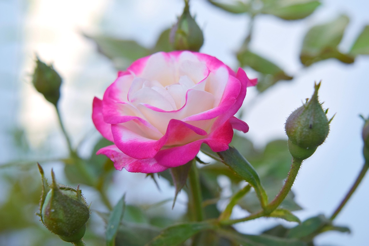 Bunga Alam Flora - Foto gratis di Pixabay - Pixabay