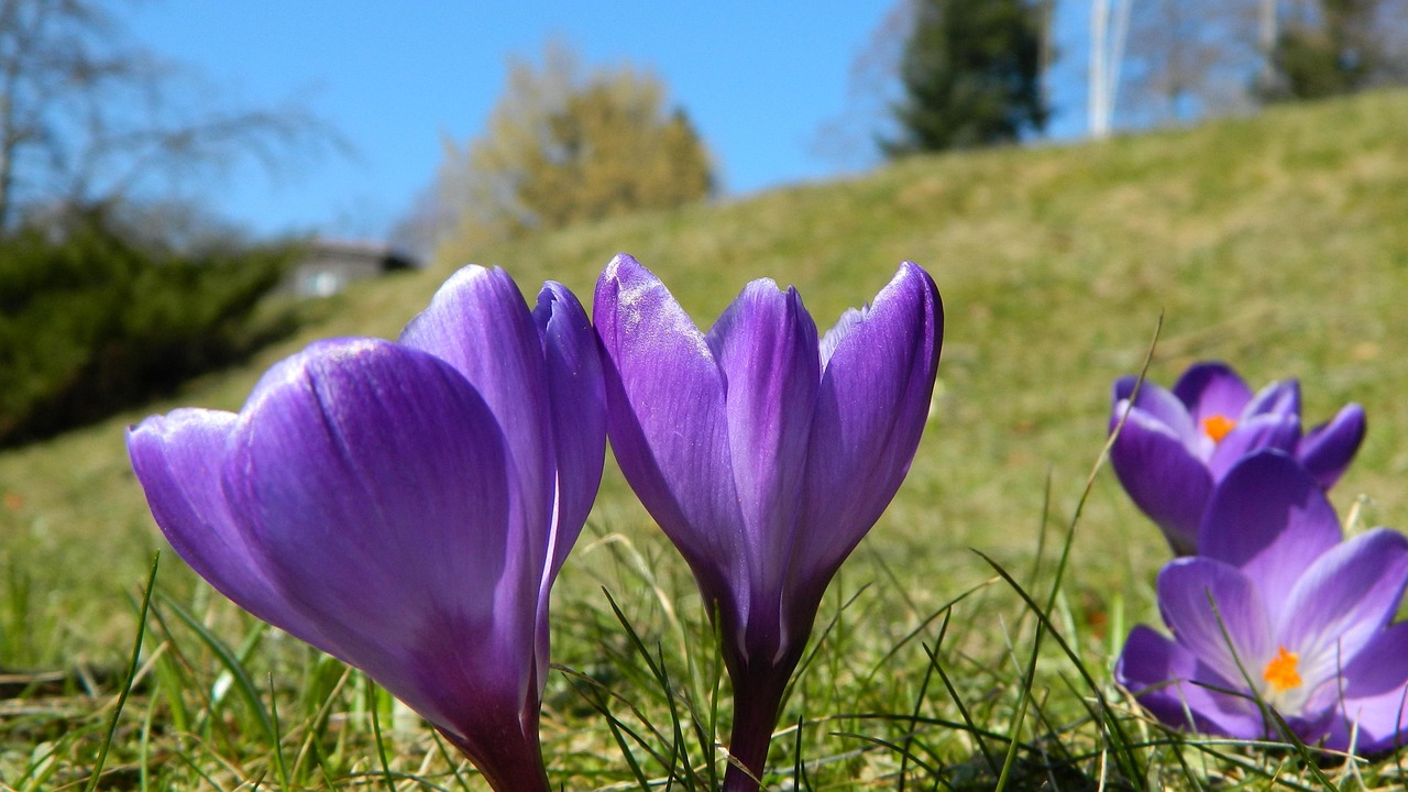 Primavera Flores Natureza - Foto gratuita no Pixabay - Pixabay
