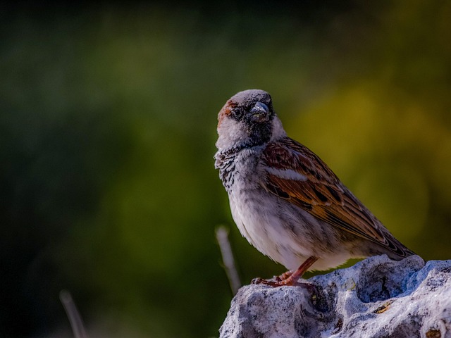 Sparrow Nature Wildlife - Free photo on Pixabay