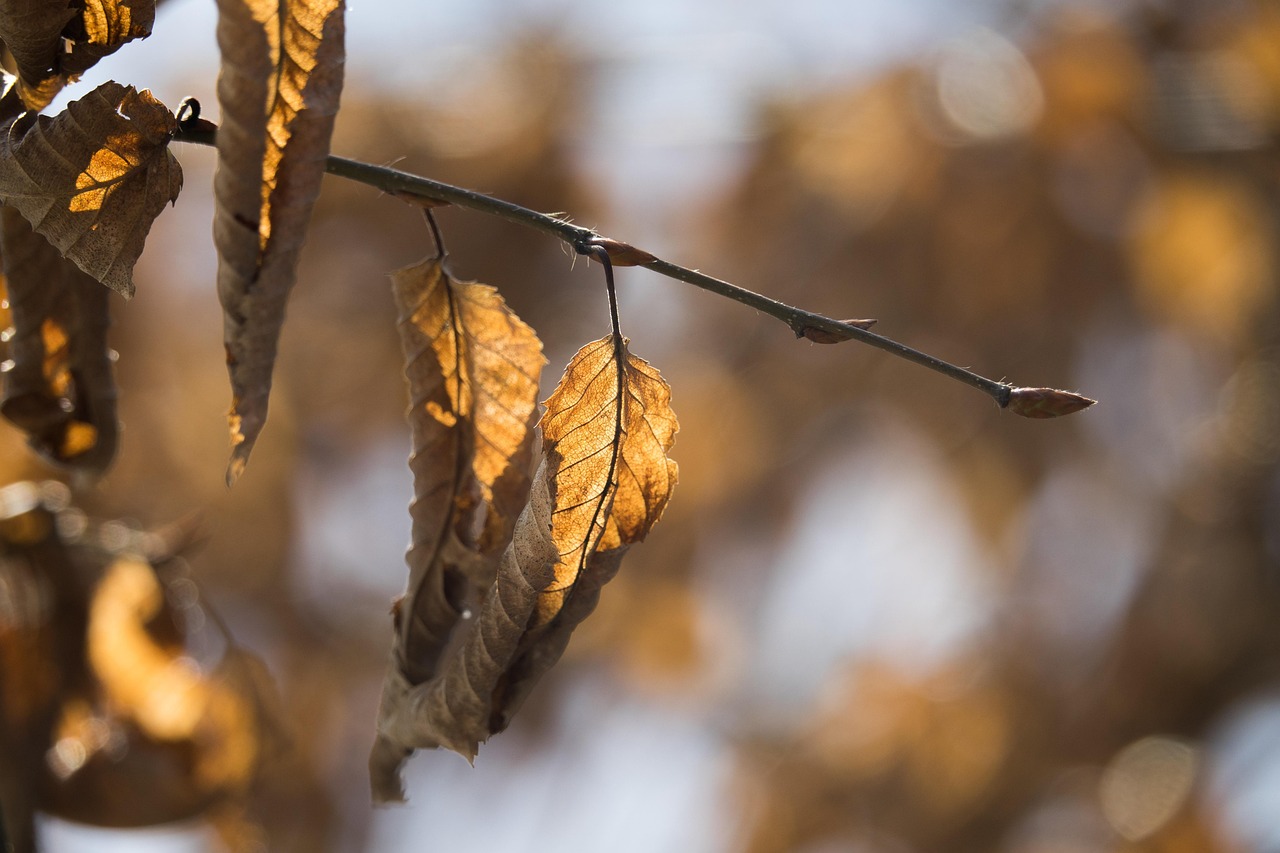 Falla Natur Blad - Gratis foto på Pixabay - Pixabay