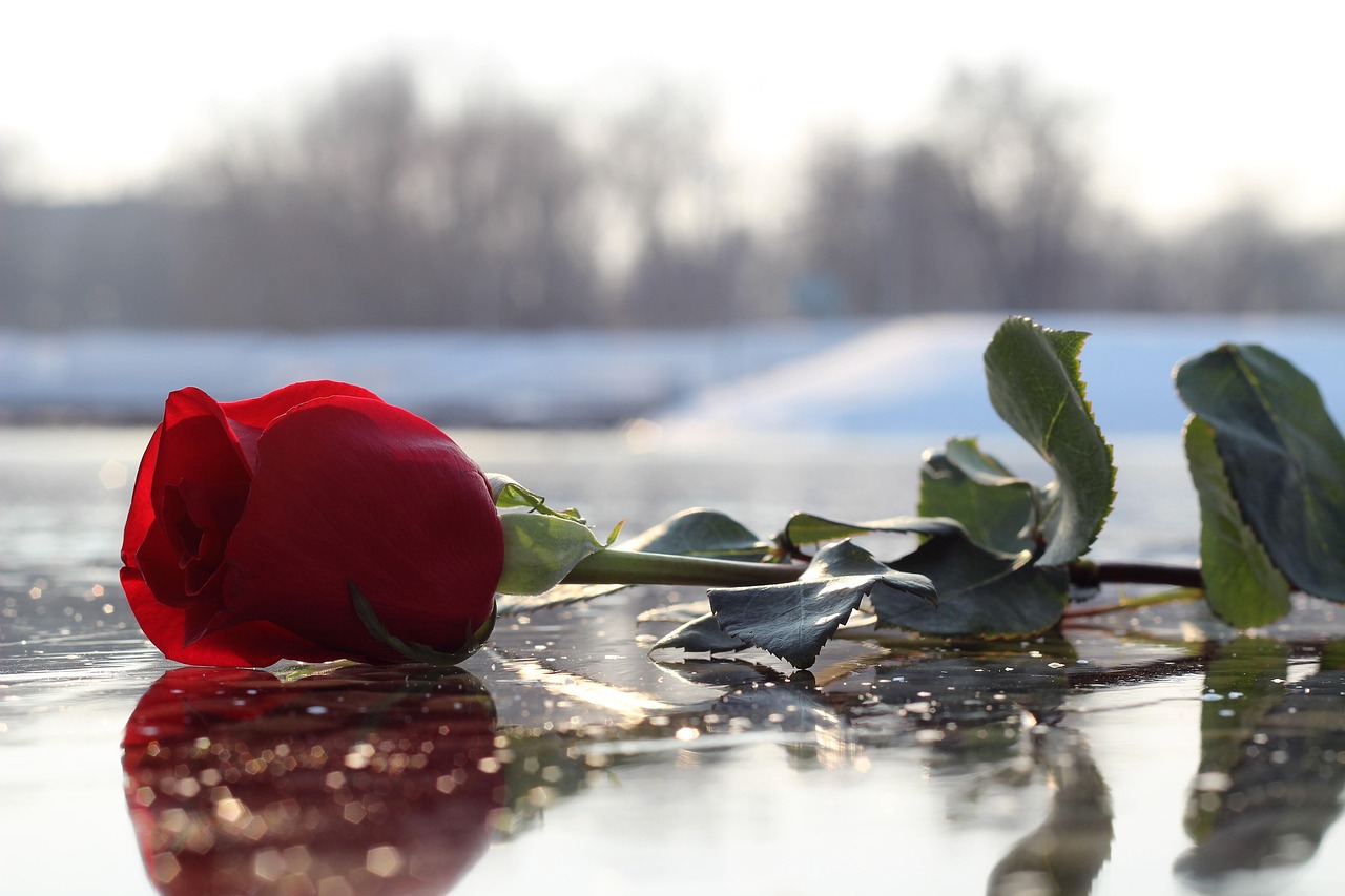 Red Rose On Ice Frozen Lake Love - Free photo on Pixabay - Pixabay