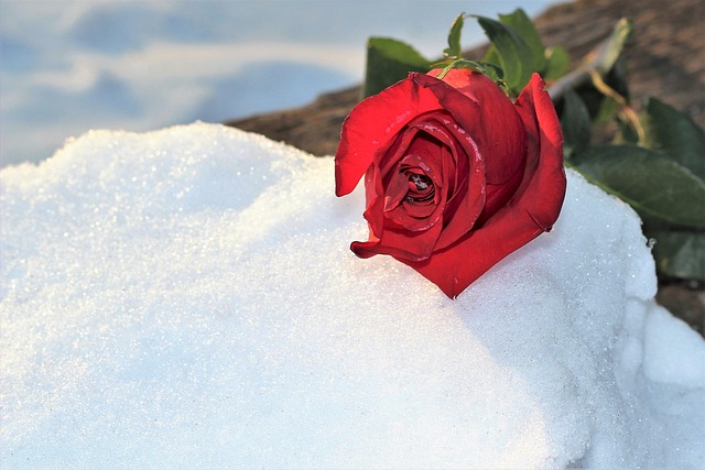 Frozen Red Rose In Snow Love - Free photo on Pixabay - Pixabay